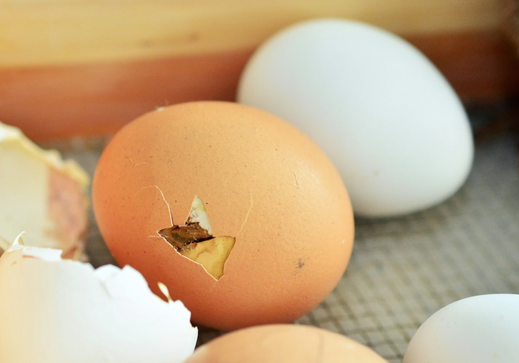 hatch の意味・例文・発音・語源・イメージ画像 - KOTOBA